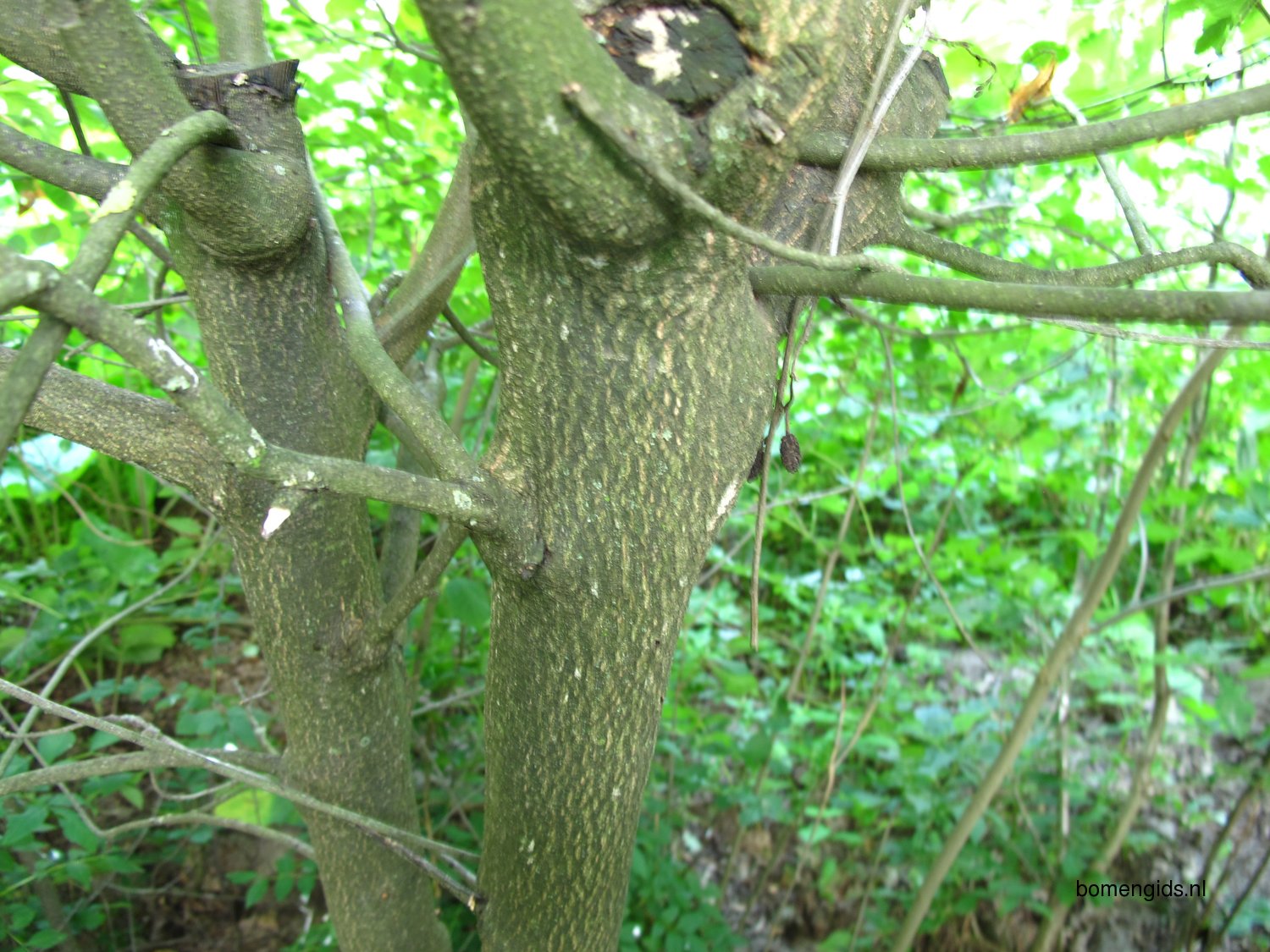 Herken de boomsoort NL: Vuilboom; Latin: Rhamnus frangula; UK: Tall ...