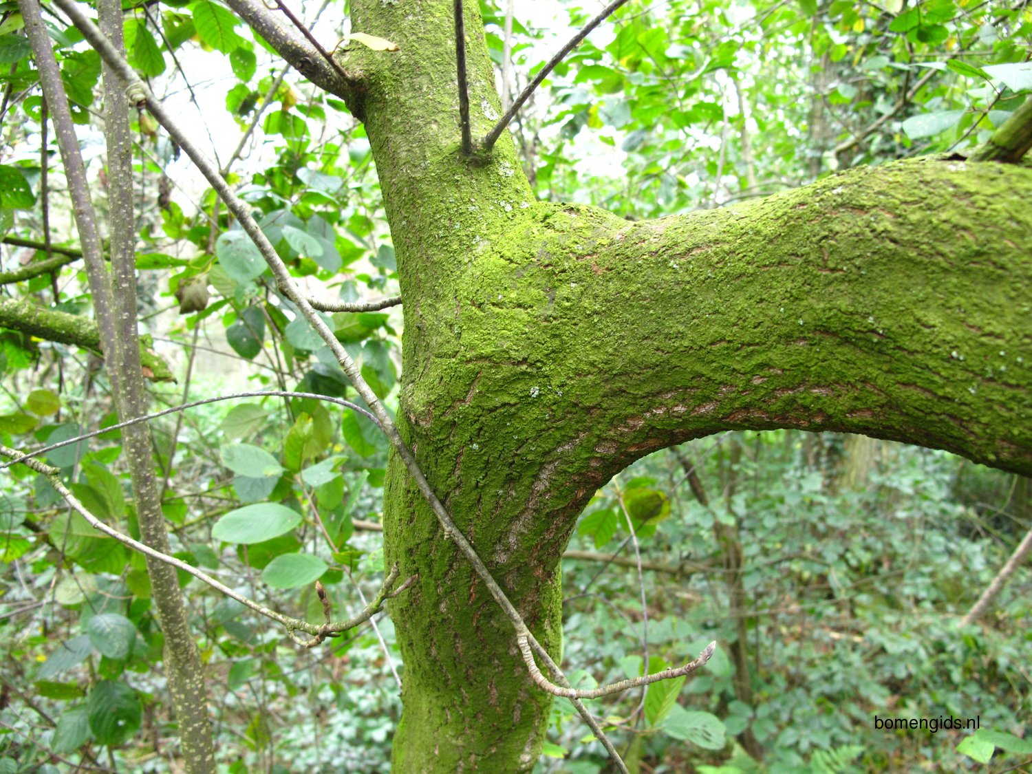 Herken de boomsoort NL: Vuilboom; Latin: Rhamnus frangula; UK: Tall ...