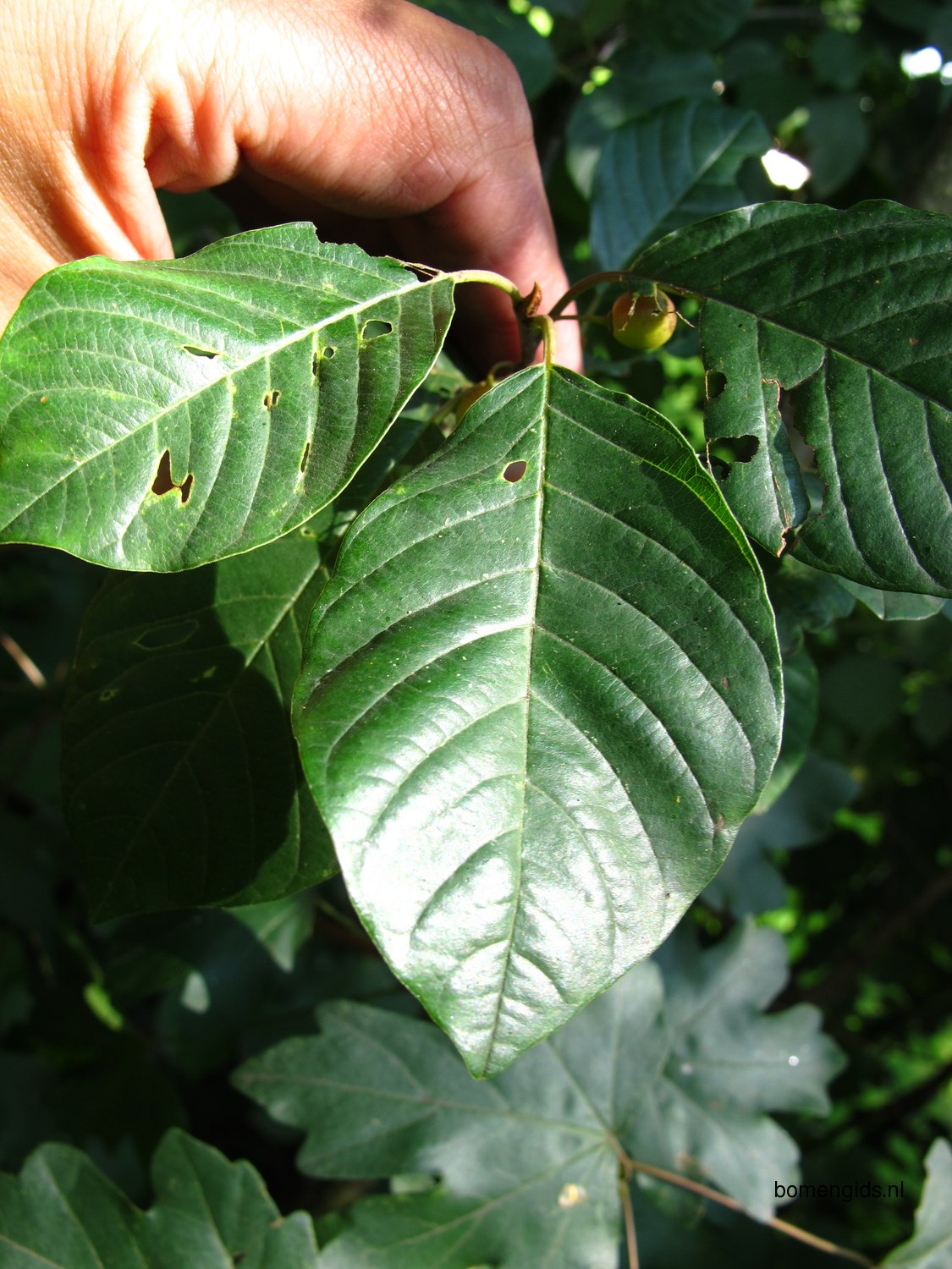 Herken de boomsoort NL: Vuilboom; Latin: Rhamnus frangula; UK: Tall ...