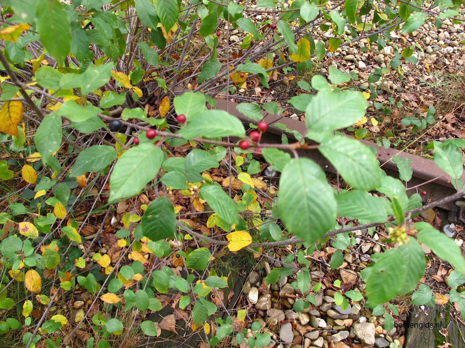 Herken de boomsoort NL: Vuilboom; Latin: Rhamnus frangula; UK: Tall ...