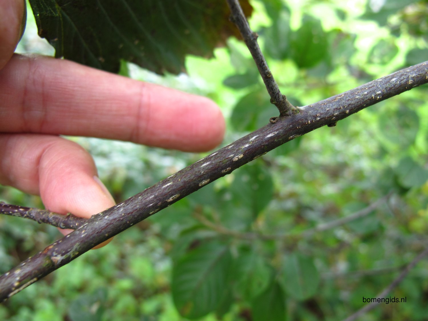 Herken de boomsoort NL: Vuilboom; Latin: Rhamnus frangula; UK: Tall ...