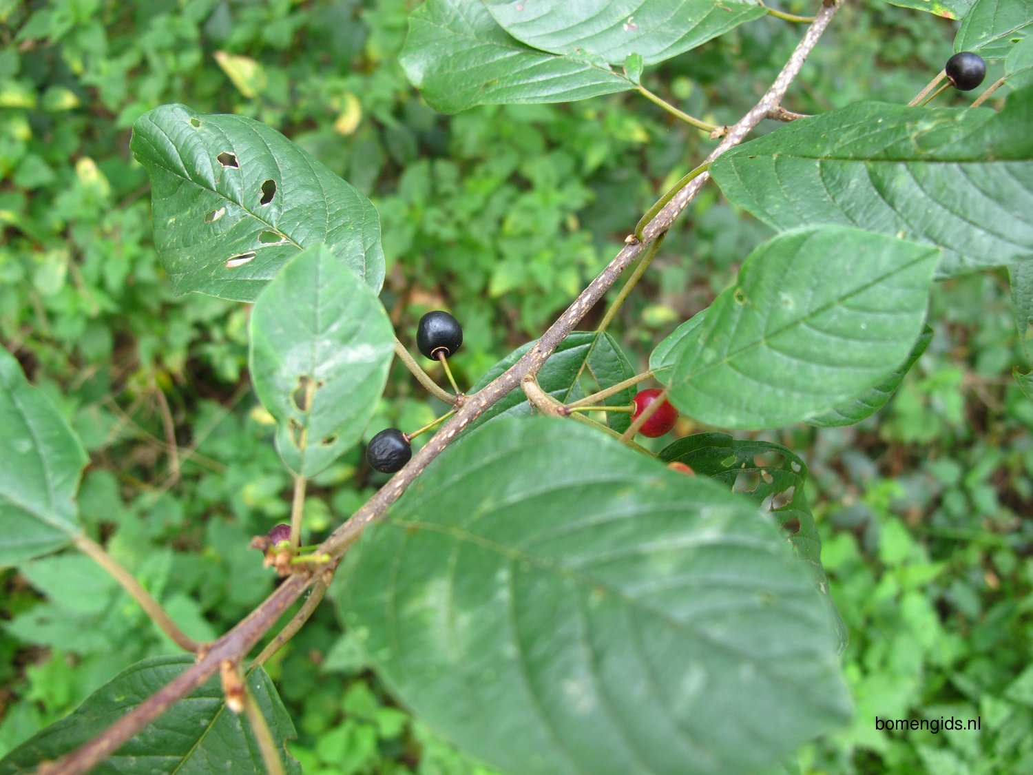 Herken de boomsoort NL: Vuilboom; Latin: Rhamnus frangula; UK: Tall ...