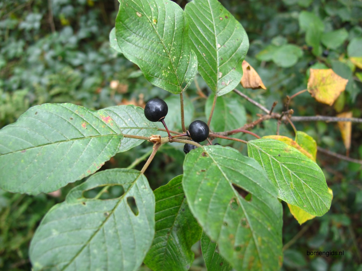 Herken de boomsoort NL: Vuilboom; Latin: Rhamnus frangula; UK: Tall ...
