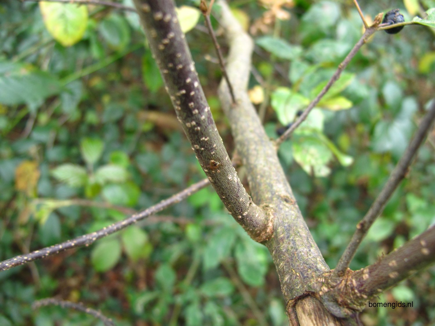 Herken de boomsoort NL: Vuilboom; Latin: Rhamnus frangula; UK: Tall ...