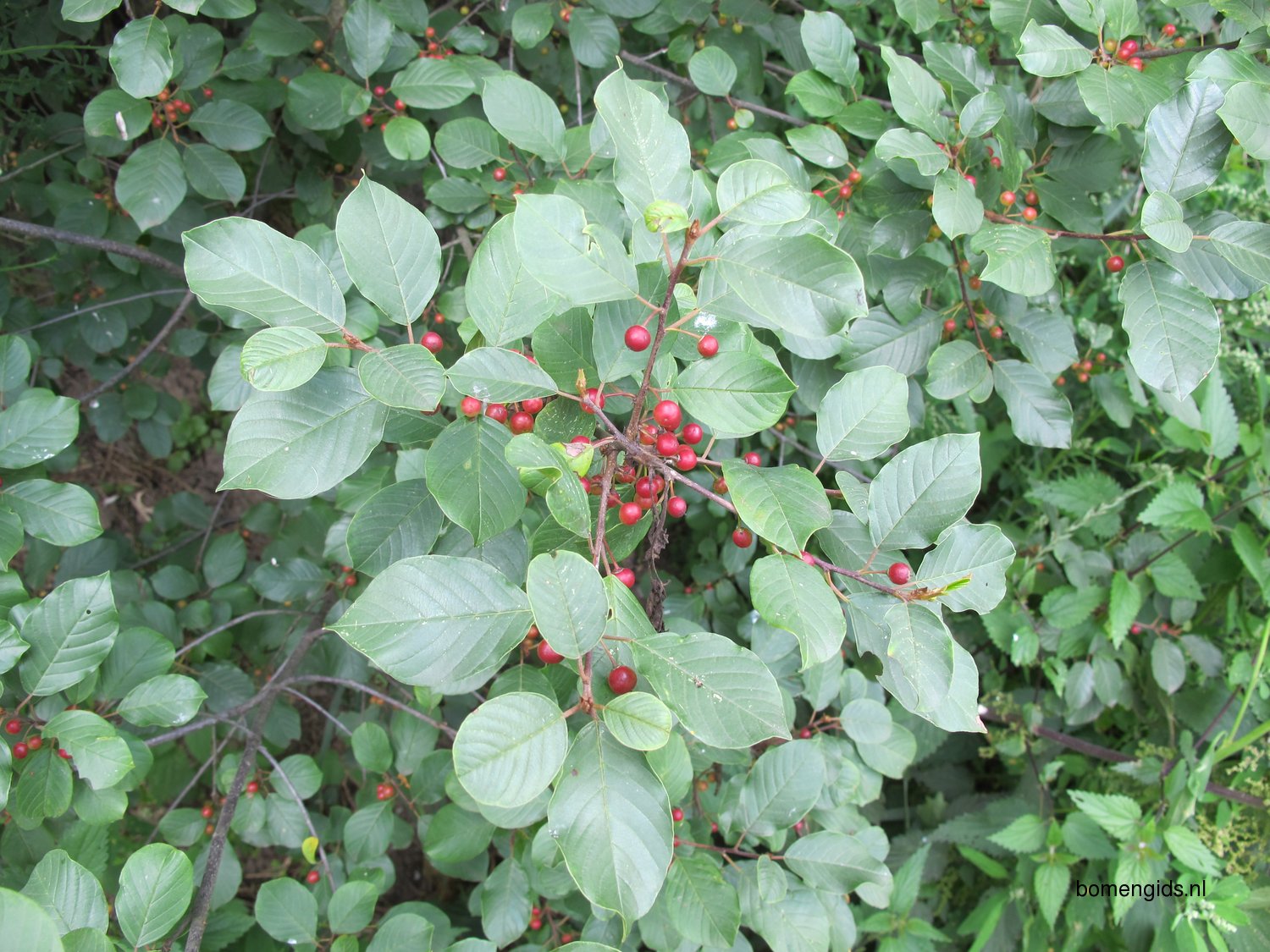 Herken de boomsoort NL: Vuilboom; Latin: Rhamnus frangula; UK: Tall ...