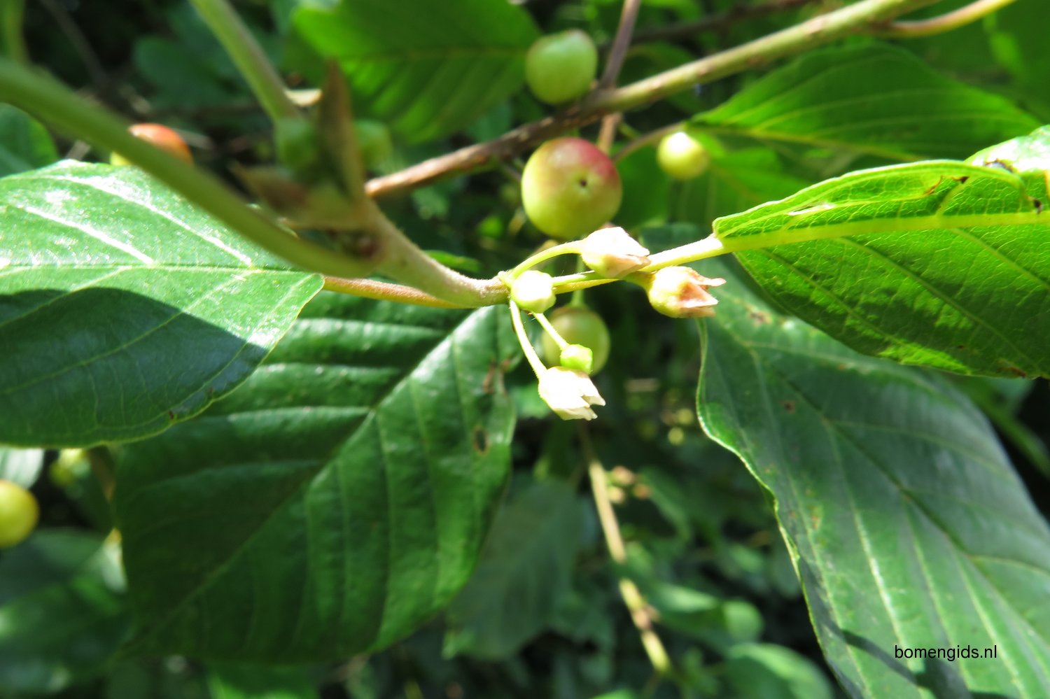 Herken de boomsoort NL: Vuilboom; Latin: Rhamnus frangula; UK: Tall ...