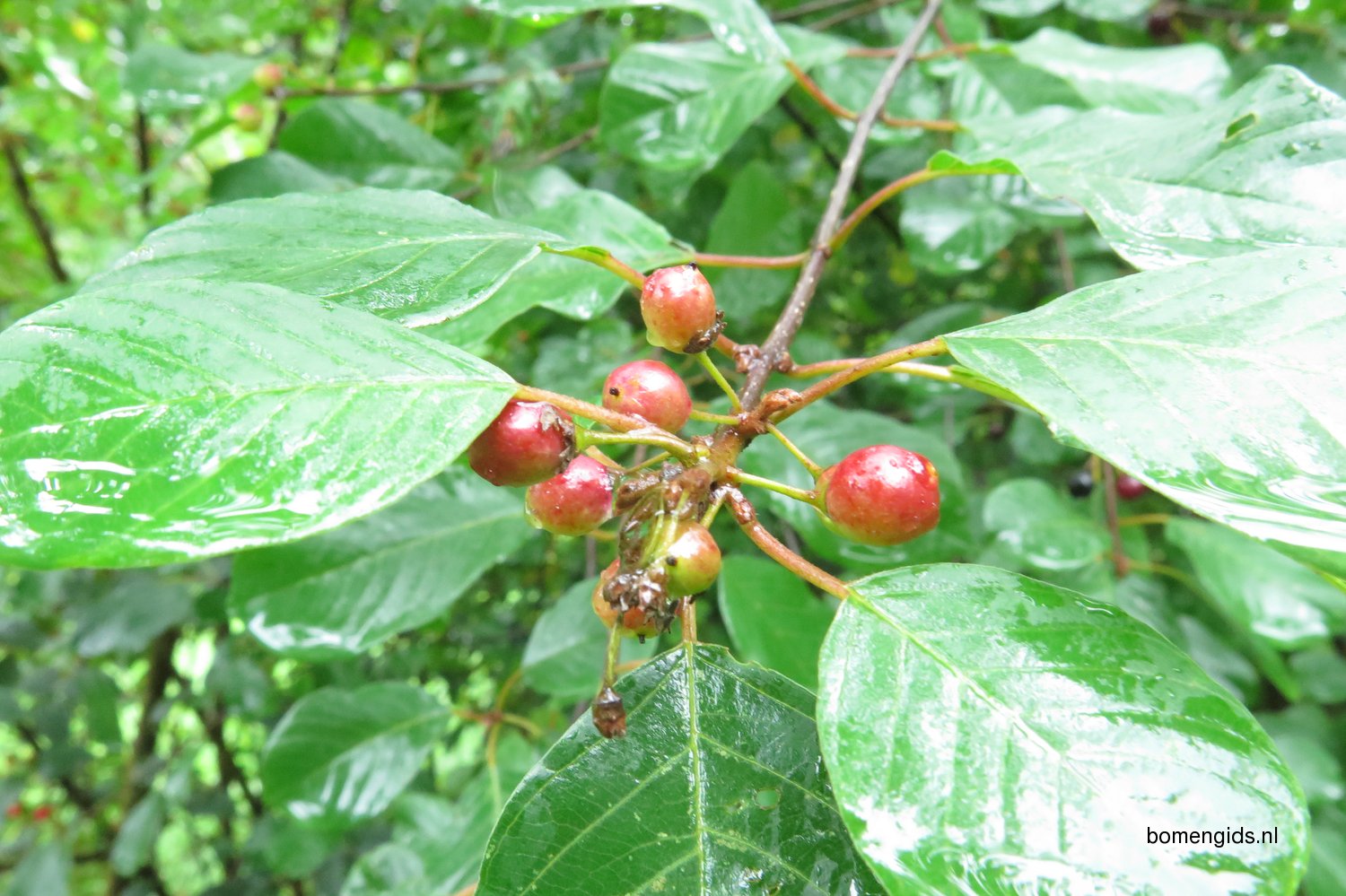 Herken de boomsoort NL: Vuilboom; Latin: Rhamnus frangula; UK: Tall ...