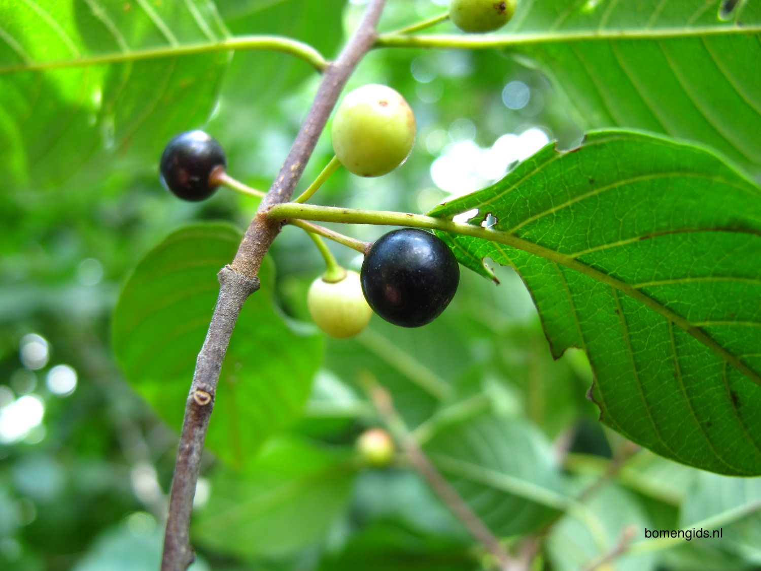 Herken de boomsoort NL: Vuilboom; Latin: Rhamnus frangula; UK: Tall ...