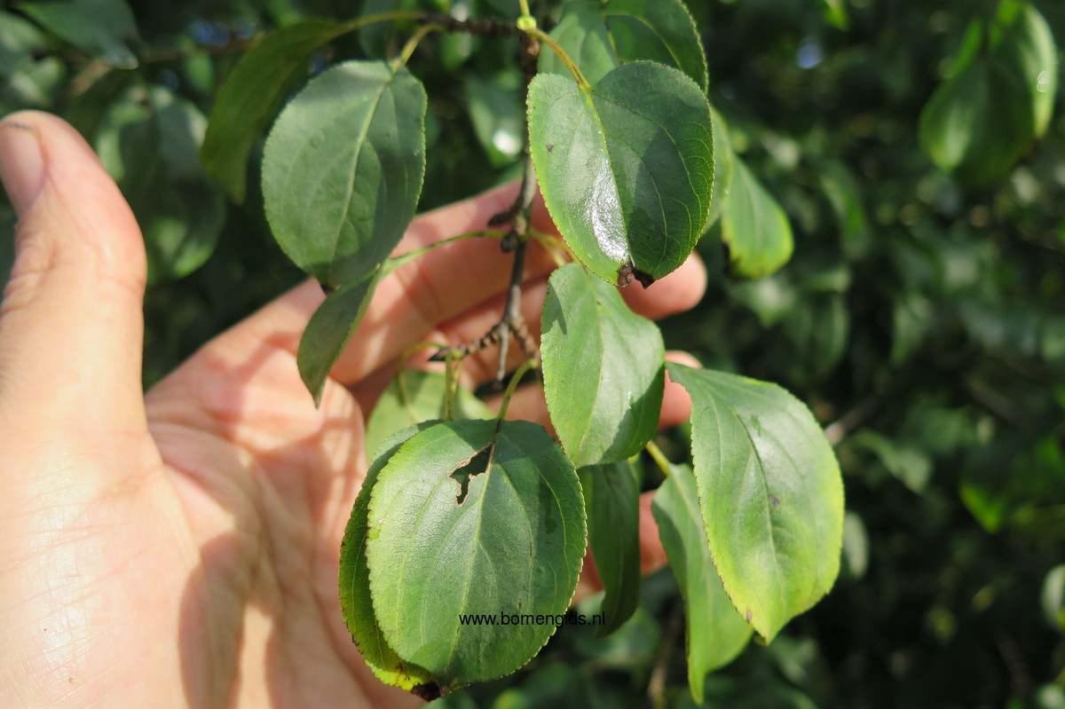 Herken de boomsoort NL: Wegedoorn; Latin: Rhamnus cathartica; UK ...