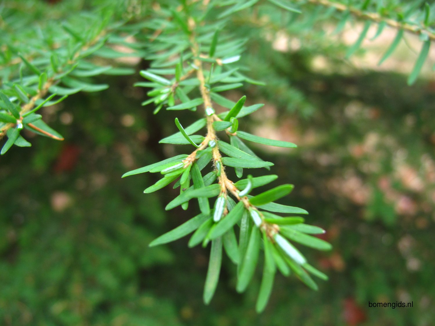 Herken de boomsoort NL: Westerse hemlockspar; Latin: Tsuga heterophylla ...