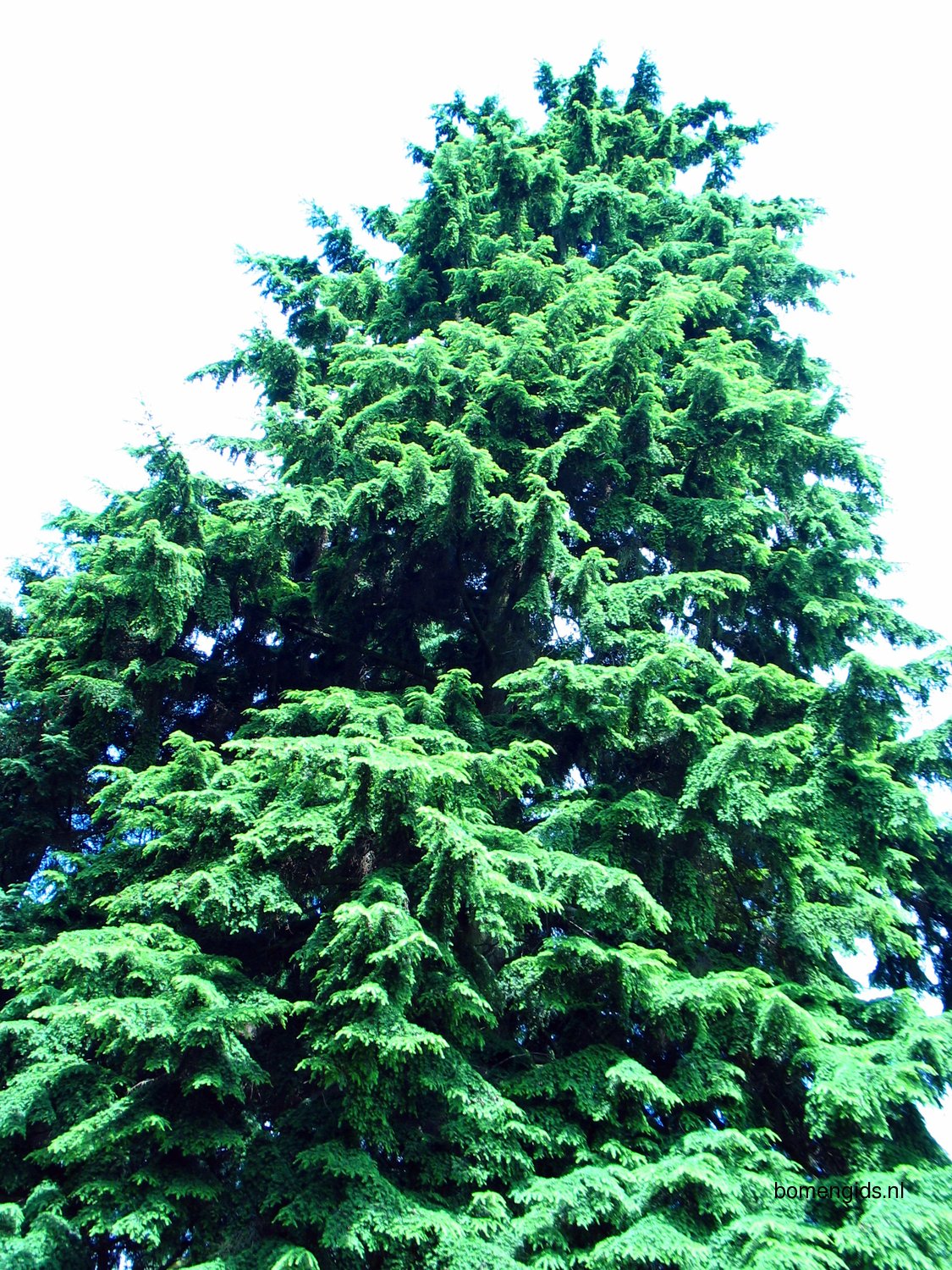 Herken de boomsoort NL: Westerse hemlockspar; Latin: Tsuga heterophylla ...