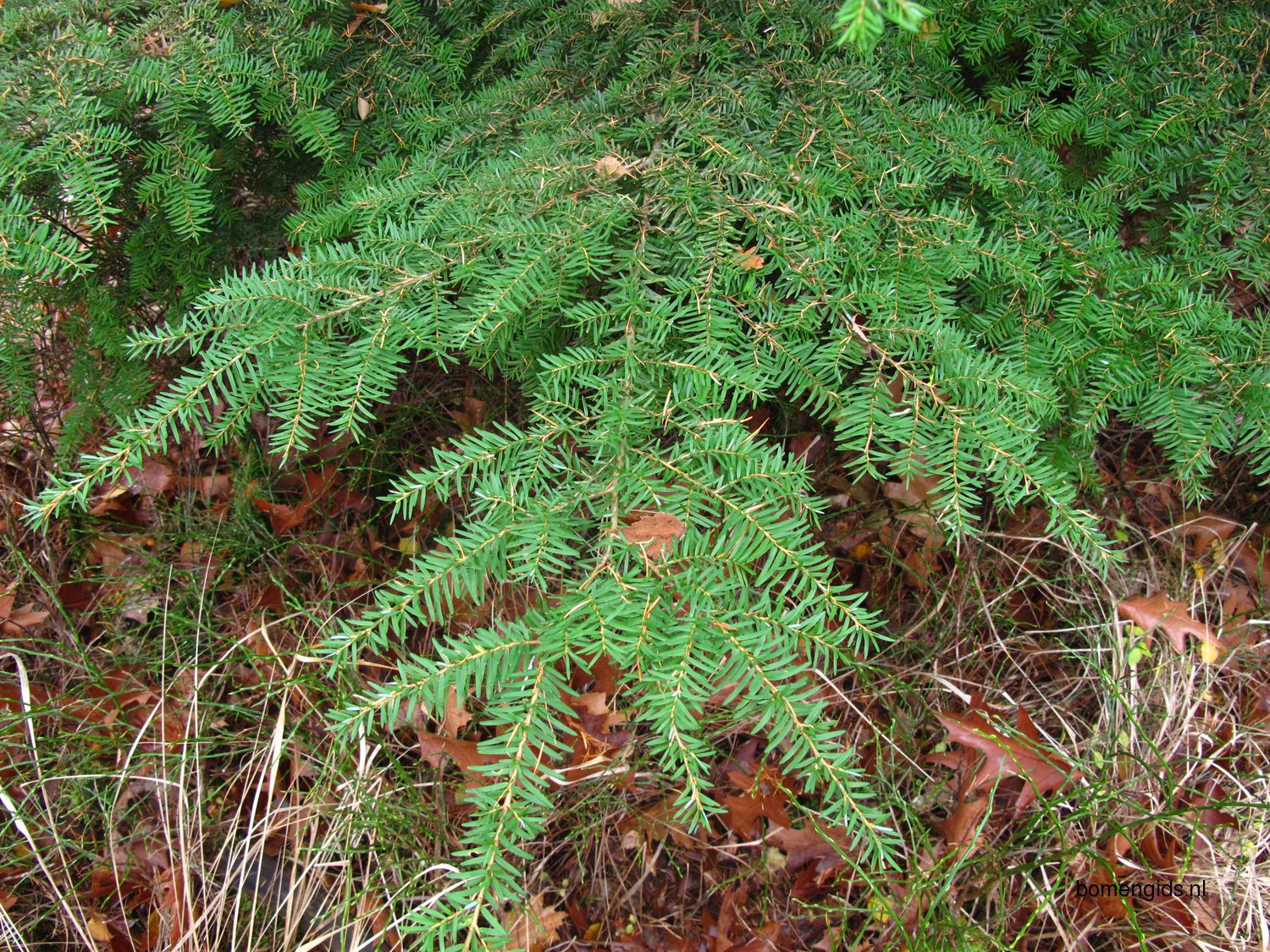 Herken de boomsoort NL: Westerse hemlockspar; Latin: Tsuga heterophylla ...