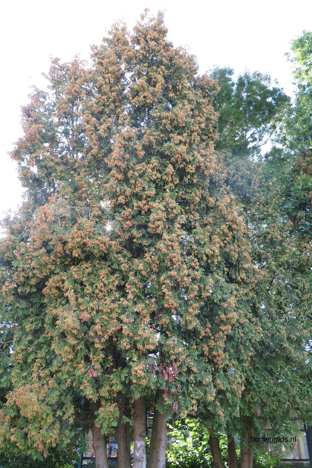 Herken de boomsoort NL: Westerse levensboom; Latin: Thuja occidentalis ...