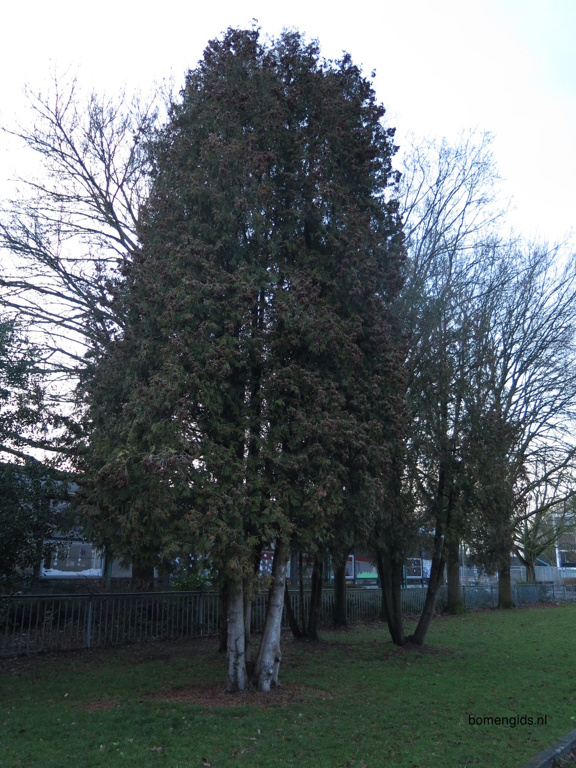 Herken de boomsoort NL: Westerse levensboom; Latin: Thuja occidentalis ...