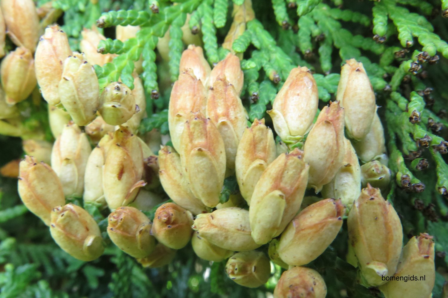 Herken de boomsoort NL: Westerse levensboom; Latin: Thuja occidentalis ...