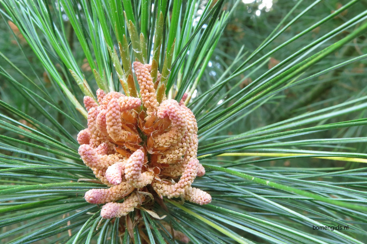 Herken de boomsoort NL: Weymouthden; Latin: Pinus strobus; UK: White ...