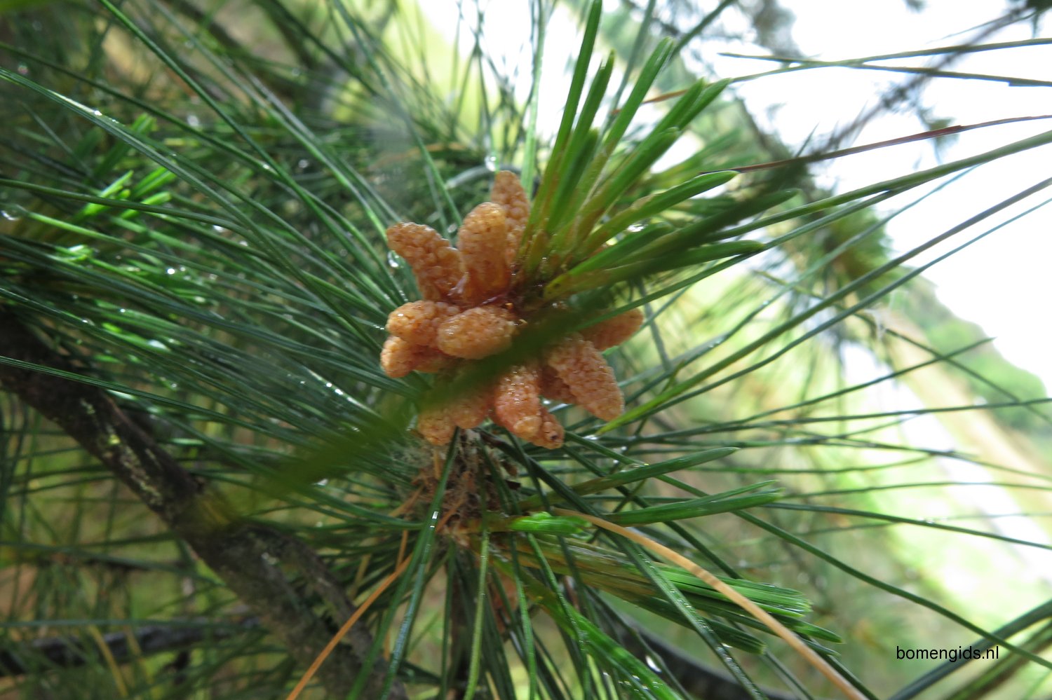 Herken de boomsoort NL: Weymouthden; Latin: Pinus strobus; UK: White ...