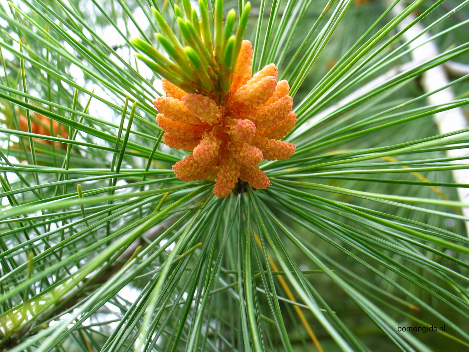 Herken de boomsoort NL: Weymouthden; Latin: Pinus strobus; UK: White ...