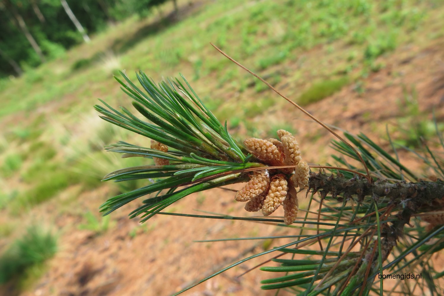 Herken de boomsoort NL: Weymouthden; Latin: Pinus strobus; UK: White ...