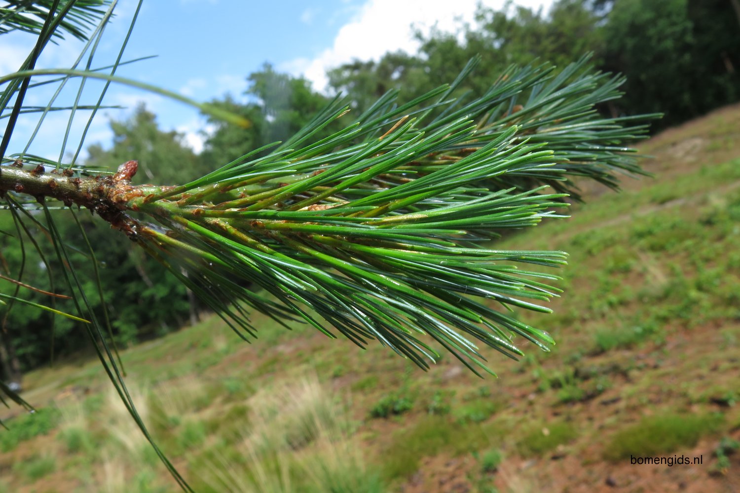 Herken de boomsoort NL: Weymouthden; Latin: Pinus strobus; UK: White ...