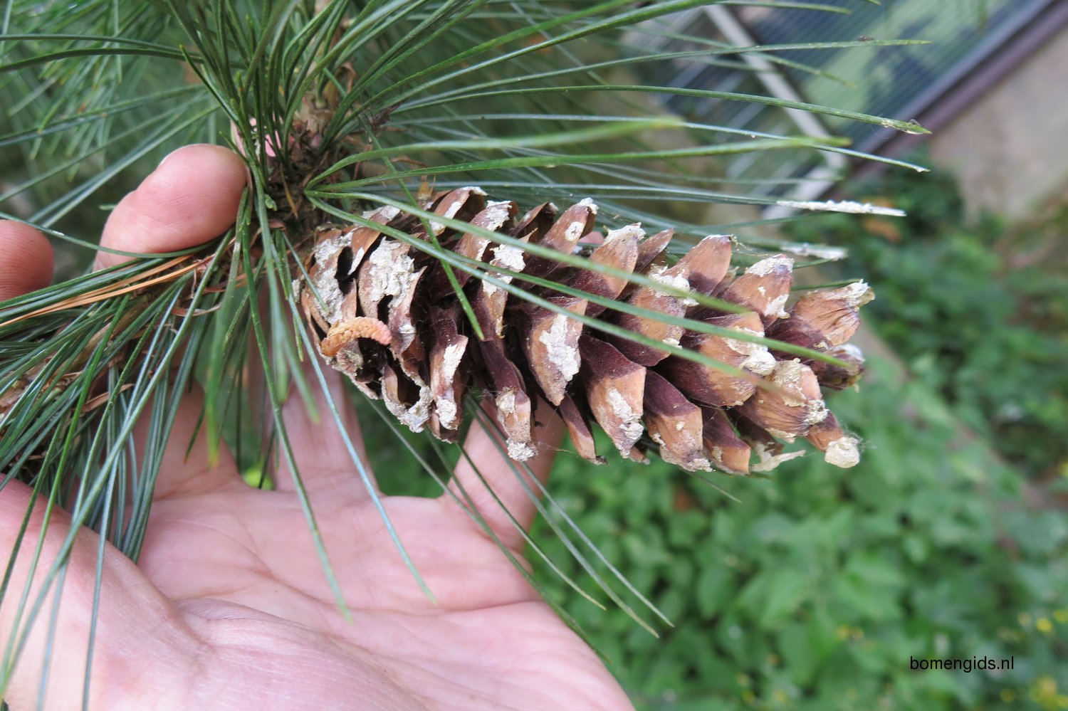 Herken de boomsoort NL: Weymouthden; Latin: Pinus strobus; UK: White ...