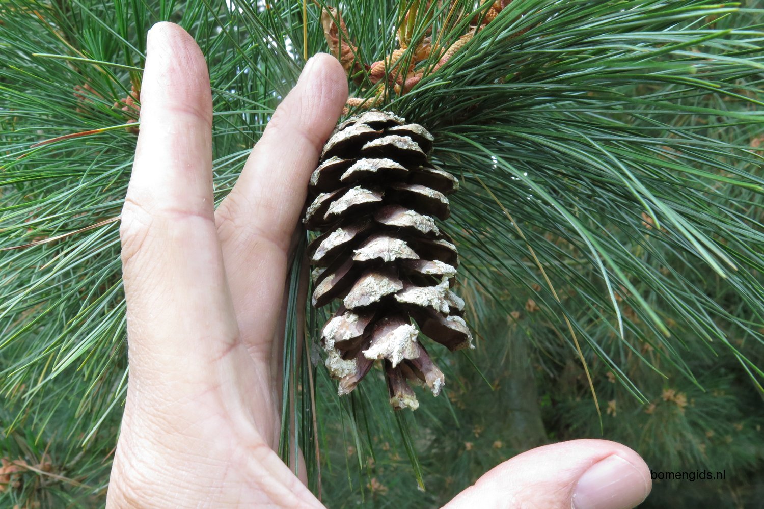 Herken de boomsoort NL: Weymouthden; Latin: Pinus strobus; UK: White ...