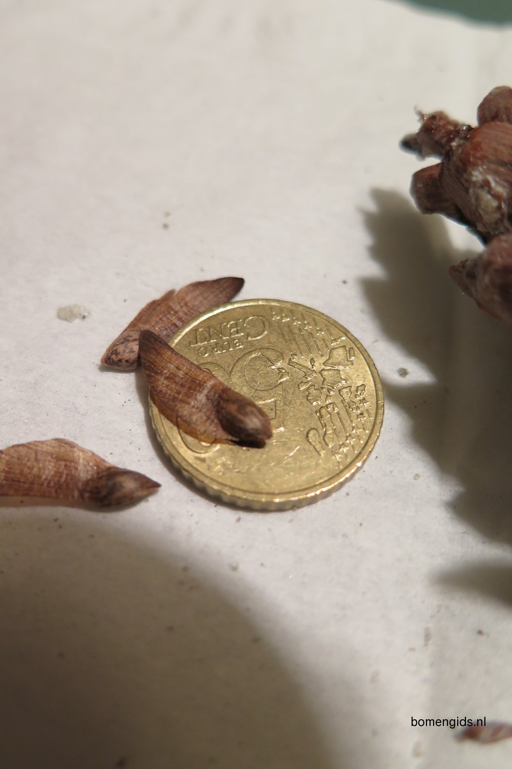 Herken de boomsoort NL: Weymouthden; Latin: Pinus strobus; UK: White ...