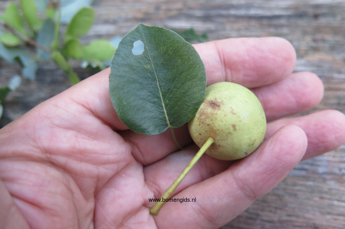 Herken de boomsoort NL: Wilde peer; Latin: Pyrus pyraster; UK: European ...