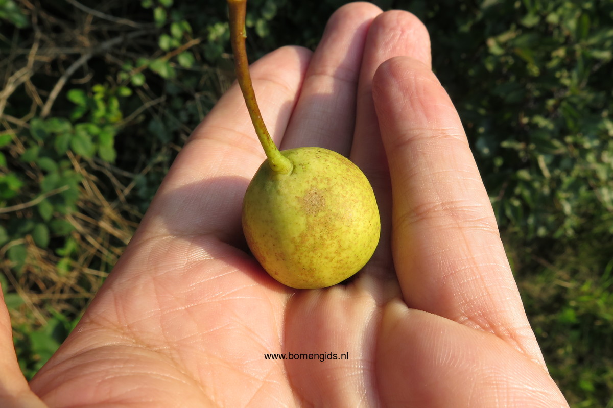 Herken de boomsoort NL: Wilde peer; Latin: Pyrus pyraster; UK: European ...
