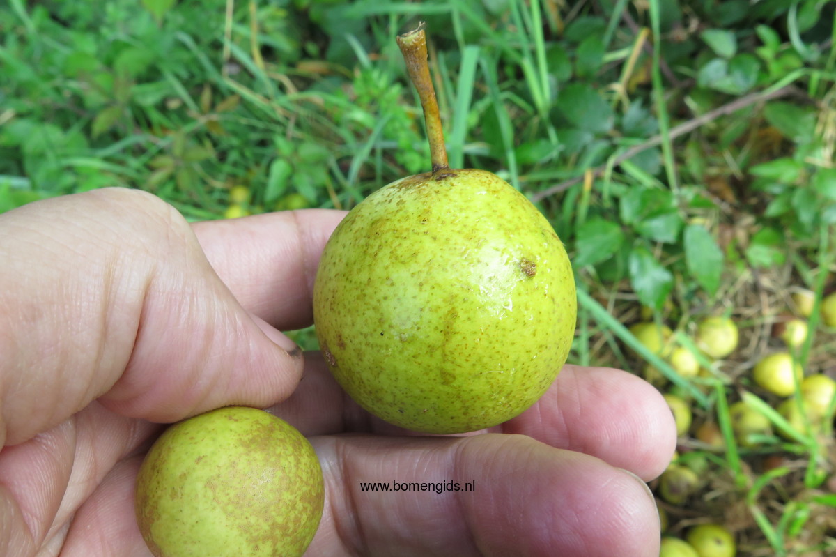 Herken de boomsoort NL: Wilde peer; Latin: Pyrus pyraster; UK: European ...