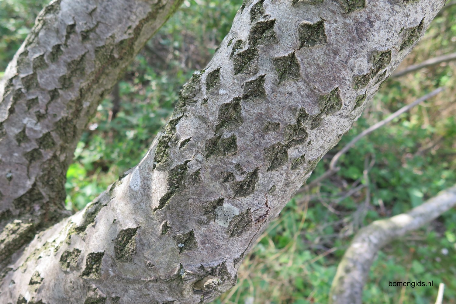 Herken de boomsoort NL: Witte abeel; Latin: Populus alba; UK: European ...