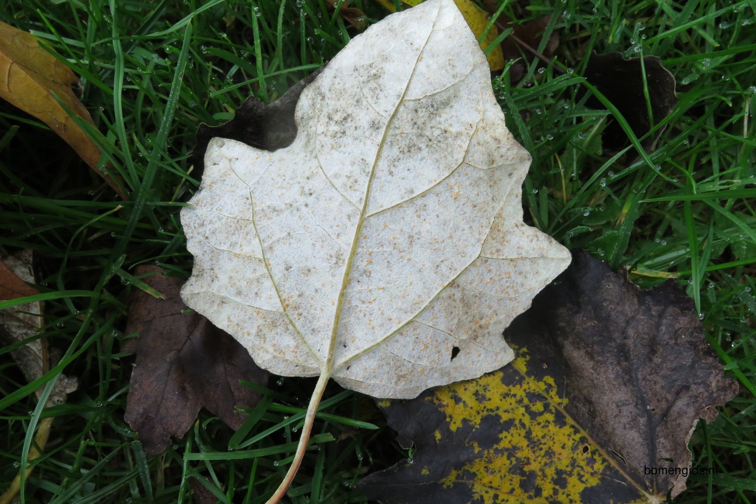 Herken de boomsoort NL: Witte abeel; Latin: Populus alba; UK: European ...