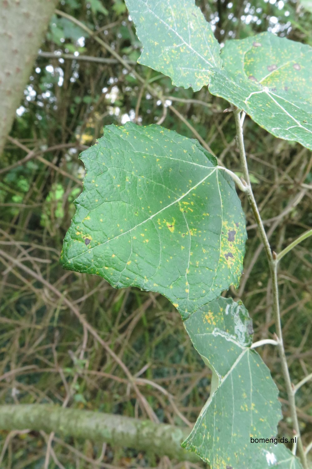 Herken de boomsoort NL: Witte abeel; Latin: Populus alba; UK: European ...