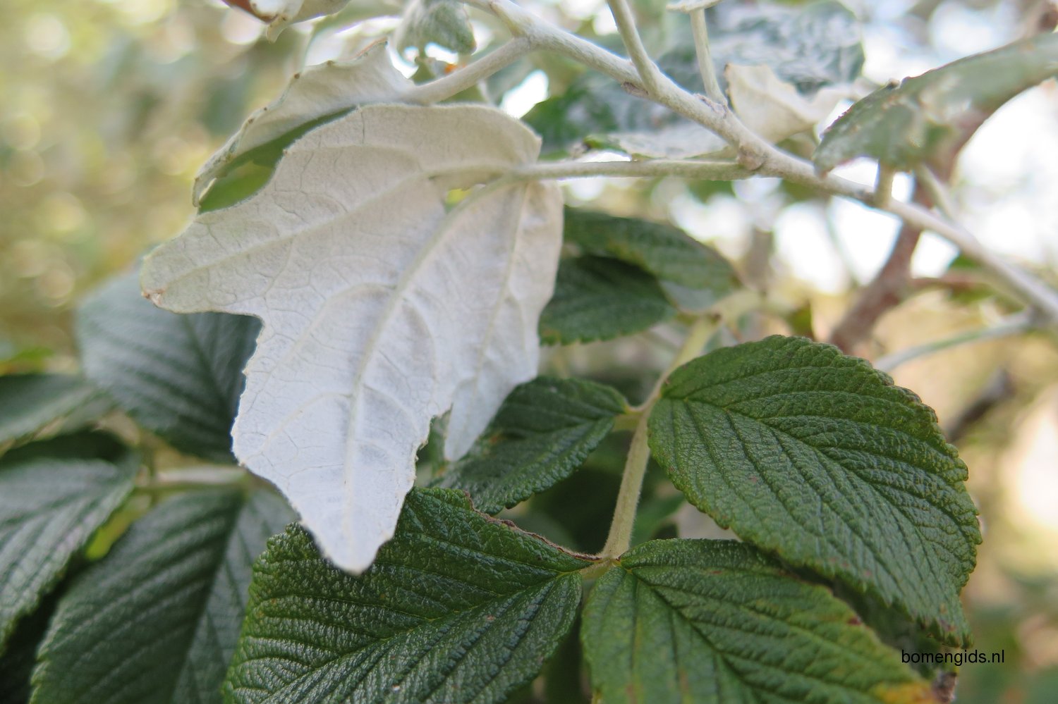 Herken de boomsoort NL: Witte abeel; Latin: Populus alba; UK: European ...