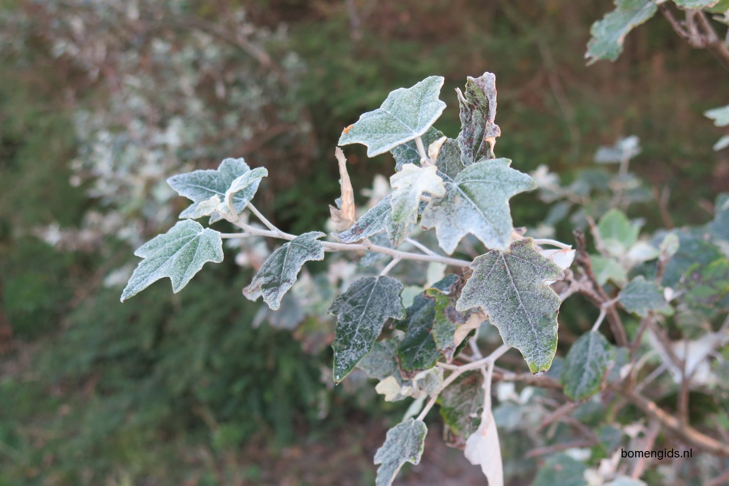 Herken de boomsoort NL: Witte abeel; Latin: Populus alba; UK: European ...