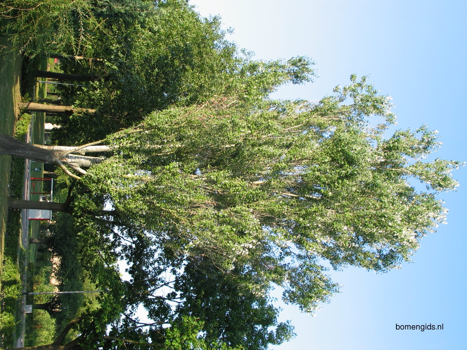 Herken de boomsoort NL: Witte abeel; Latin: Populus alba; UK: European ...