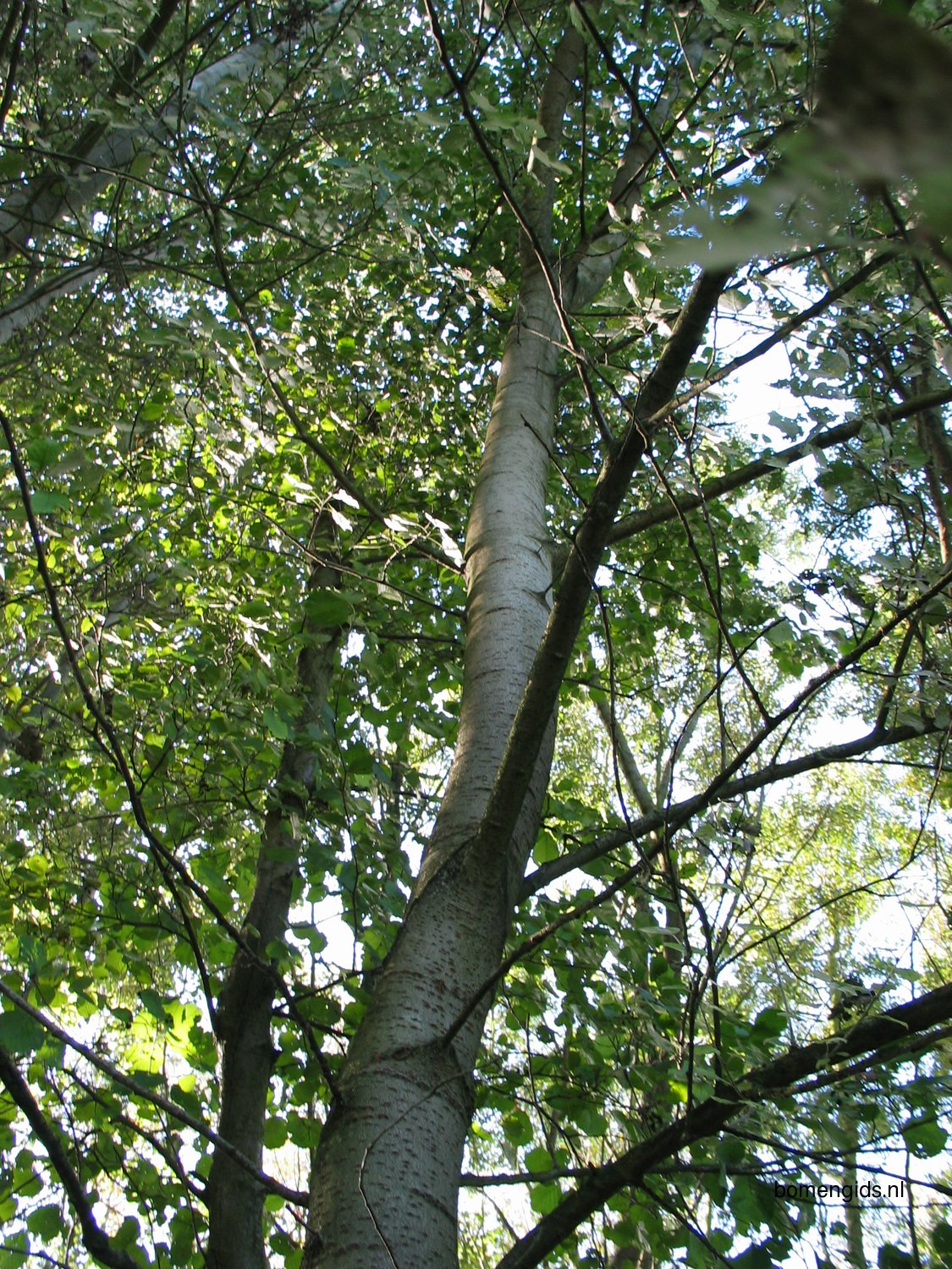 Herken de boomsoort NL: Witte abeel; Latin: Populus alba; UK: European ...