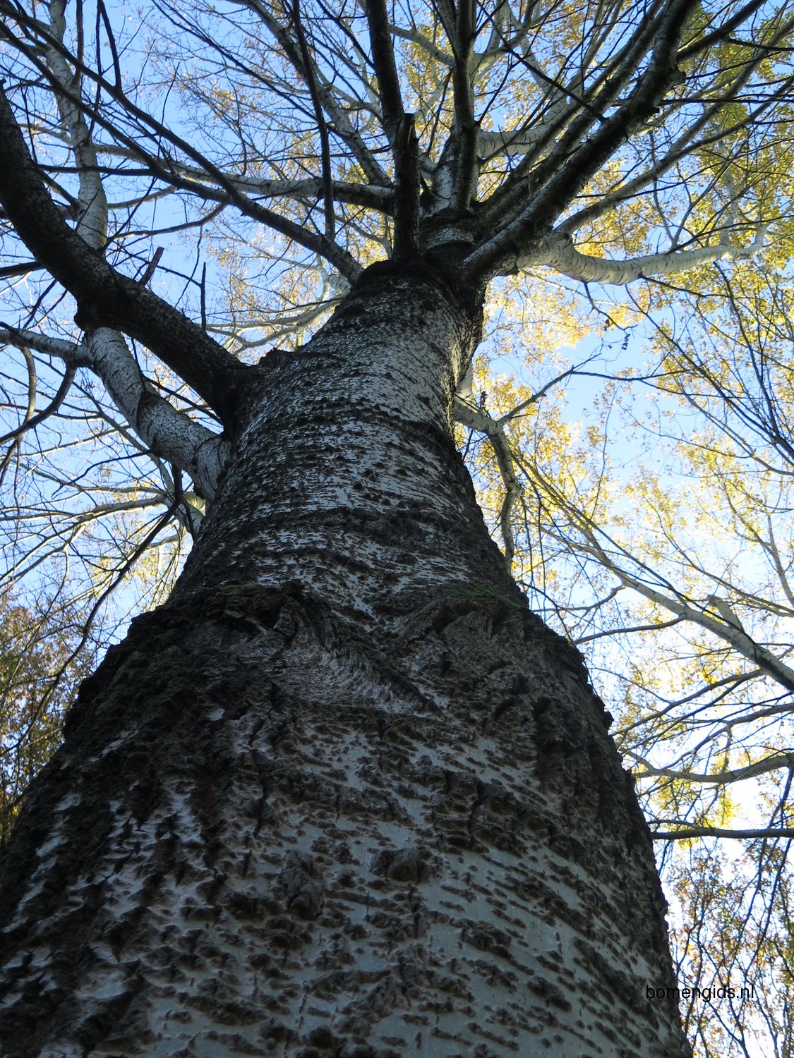 Herken de boomsoort NL: Witte abeel; Latin: Populus alba; UK: European ...