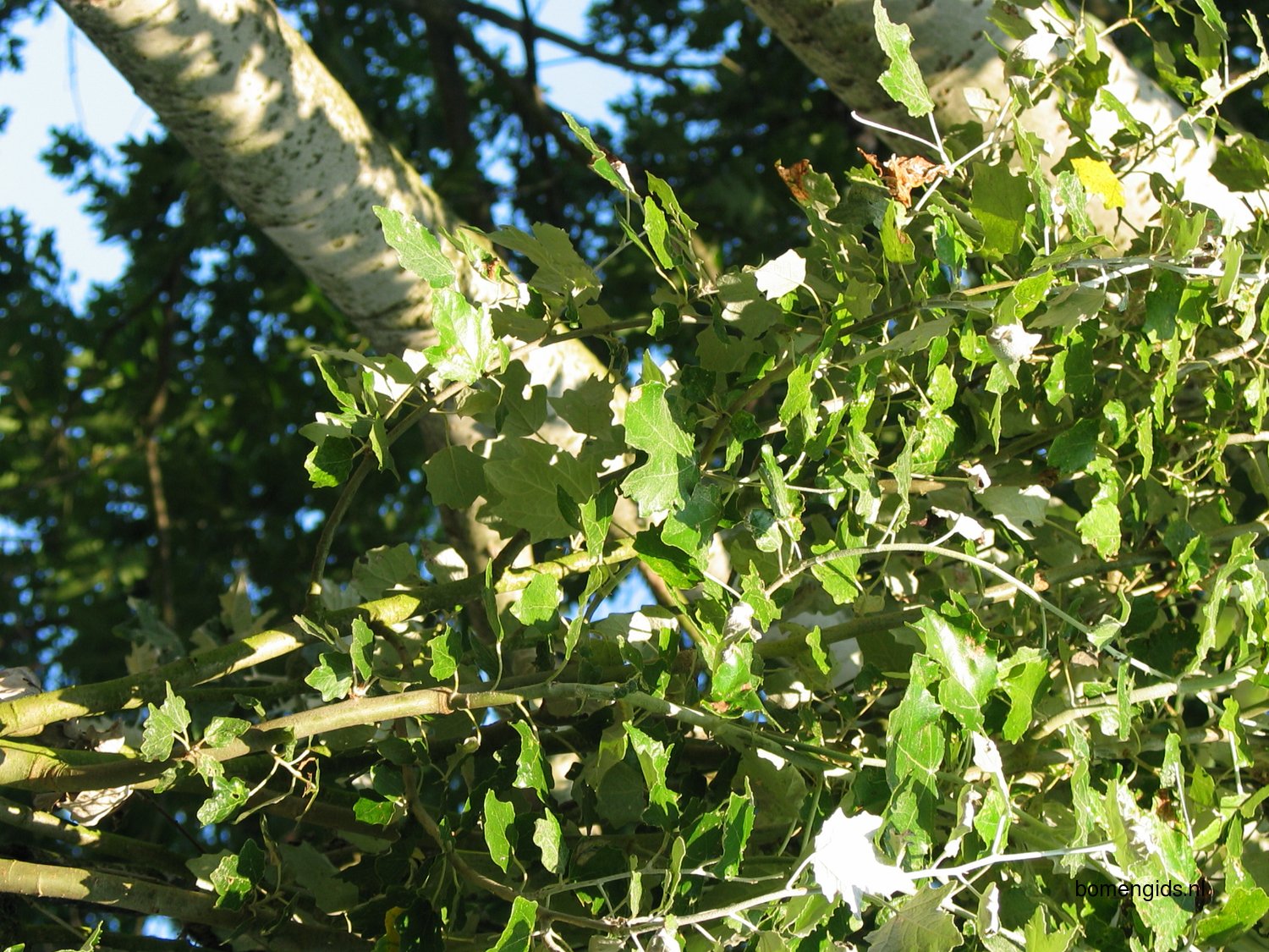 Herken de boomsoort NL: Witte abeel; Latin: Populus alba; UK: European ...