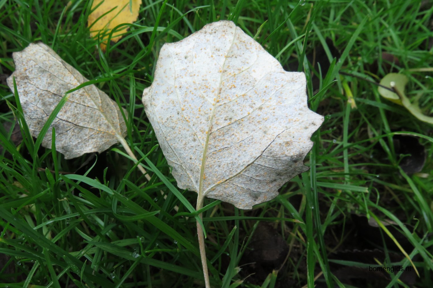 Herken de boomsoort NL: Witte abeel; Latin: Populus alba; UK: European ...