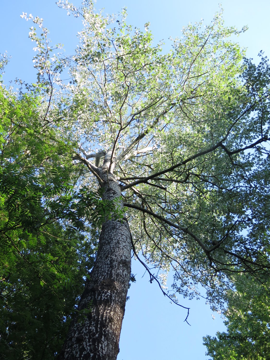 Herken de boomsoort NL: Witte abeel; Latin: Populus alba; UK: European ...