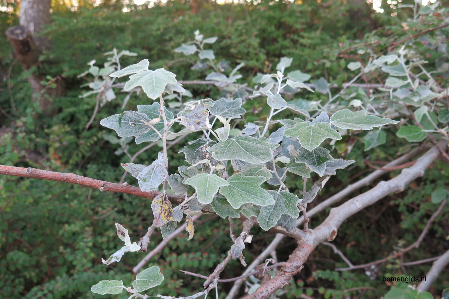 Herken de boomsoort NL: Witte abeel; Latin: Populus alba; UK: European ...