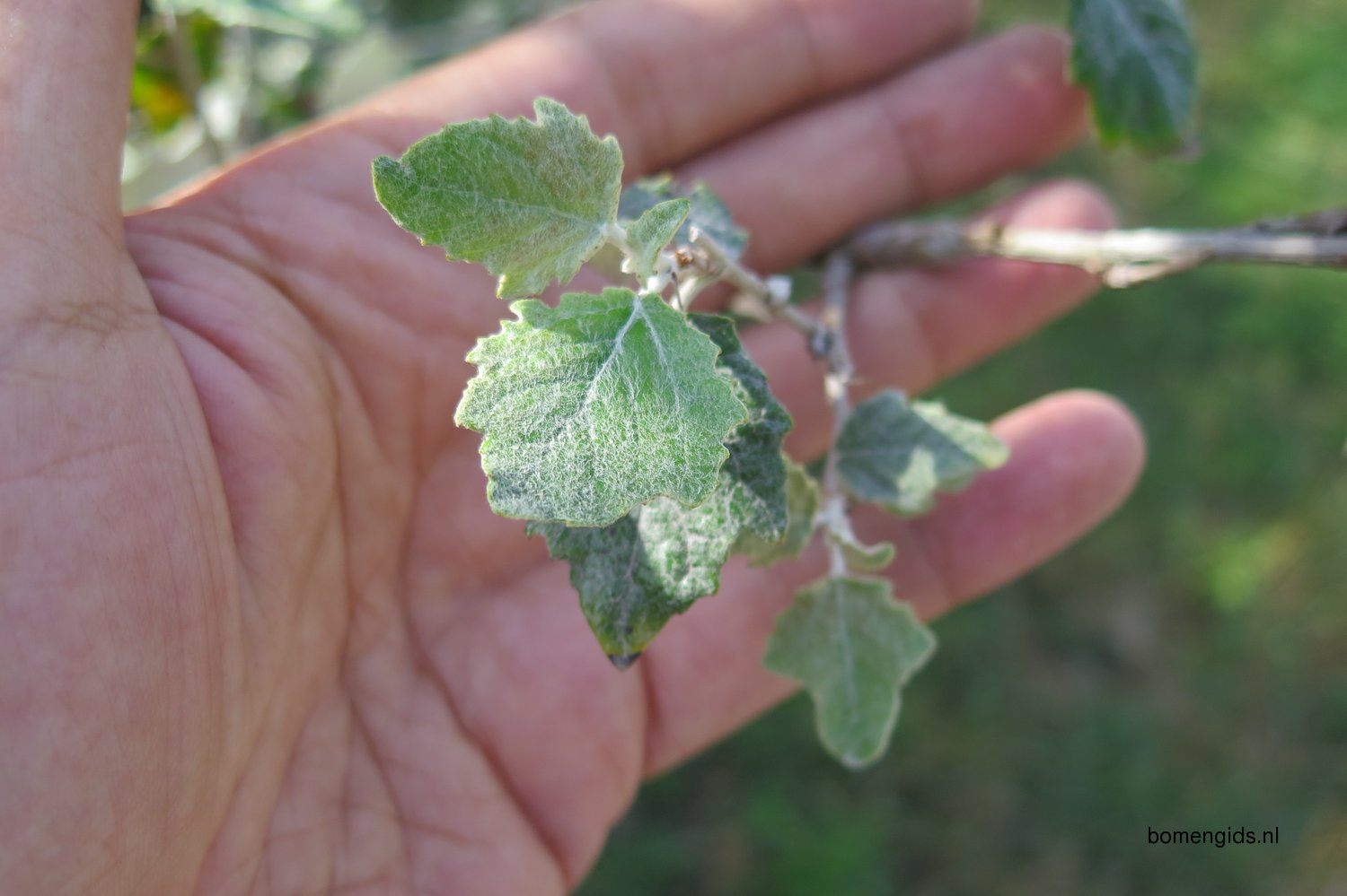 Boomsoorten die horen bij populierfamilie