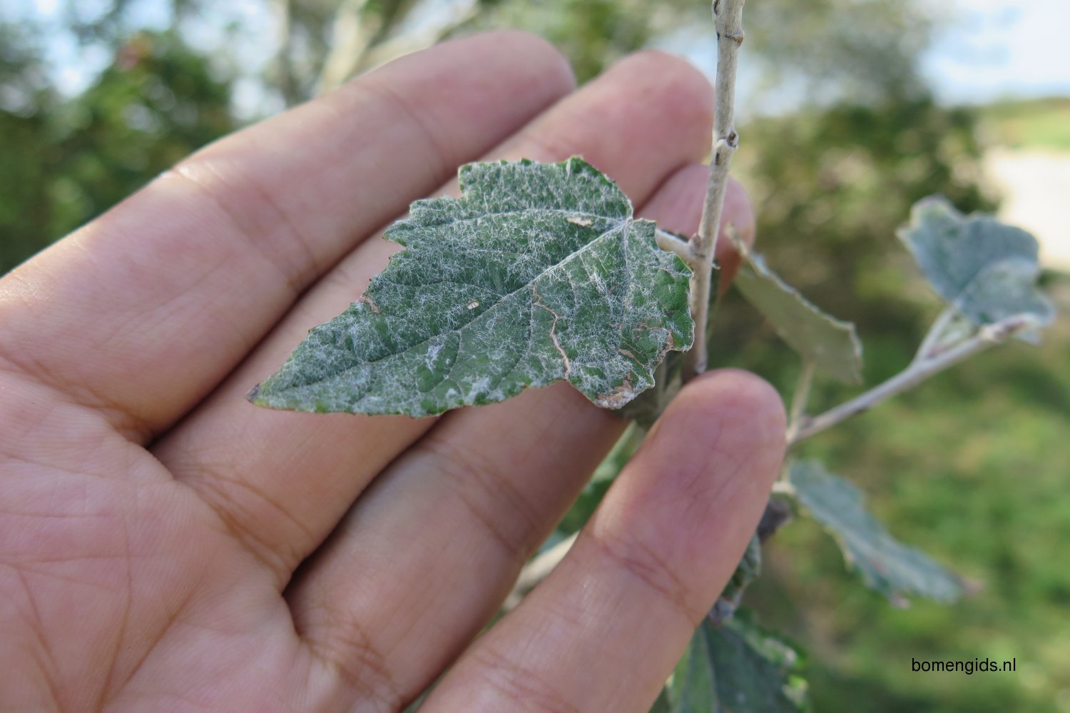 Herken de boomsoort NL: Witte abeel; Latin: Populus alba; UK: European ...