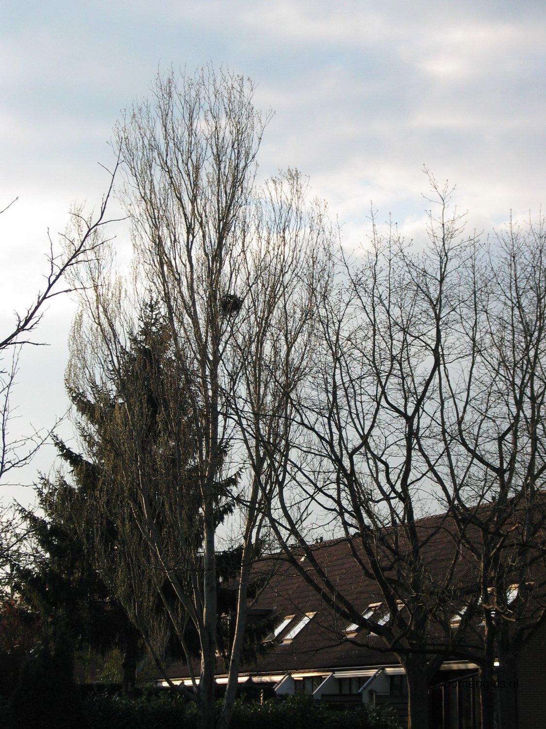 Herken de boomsoort NL: Witte abeel; Latin: Populus alba; UK: European ...
