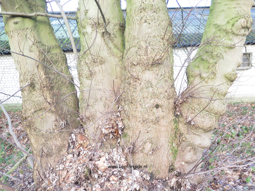 Herken de boomsoort NL: Witte esdoorn; Latin: Acer sacharinum; UK ...