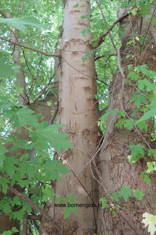 Herken de boomsoort NL: Witte esdoorn; Latin: Acer sacharinum; UK ...