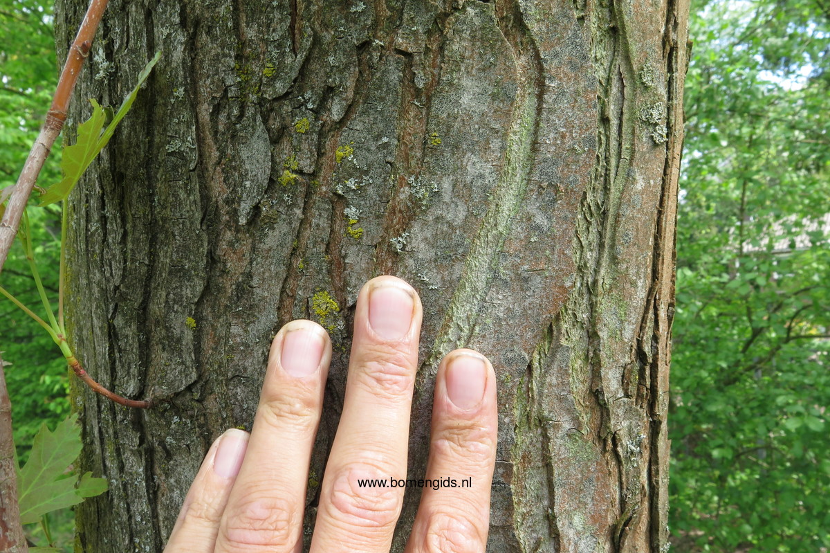 Herken de boomsoort NL: Witte esdoorn; Latin: Acer sacharinum; UK ...