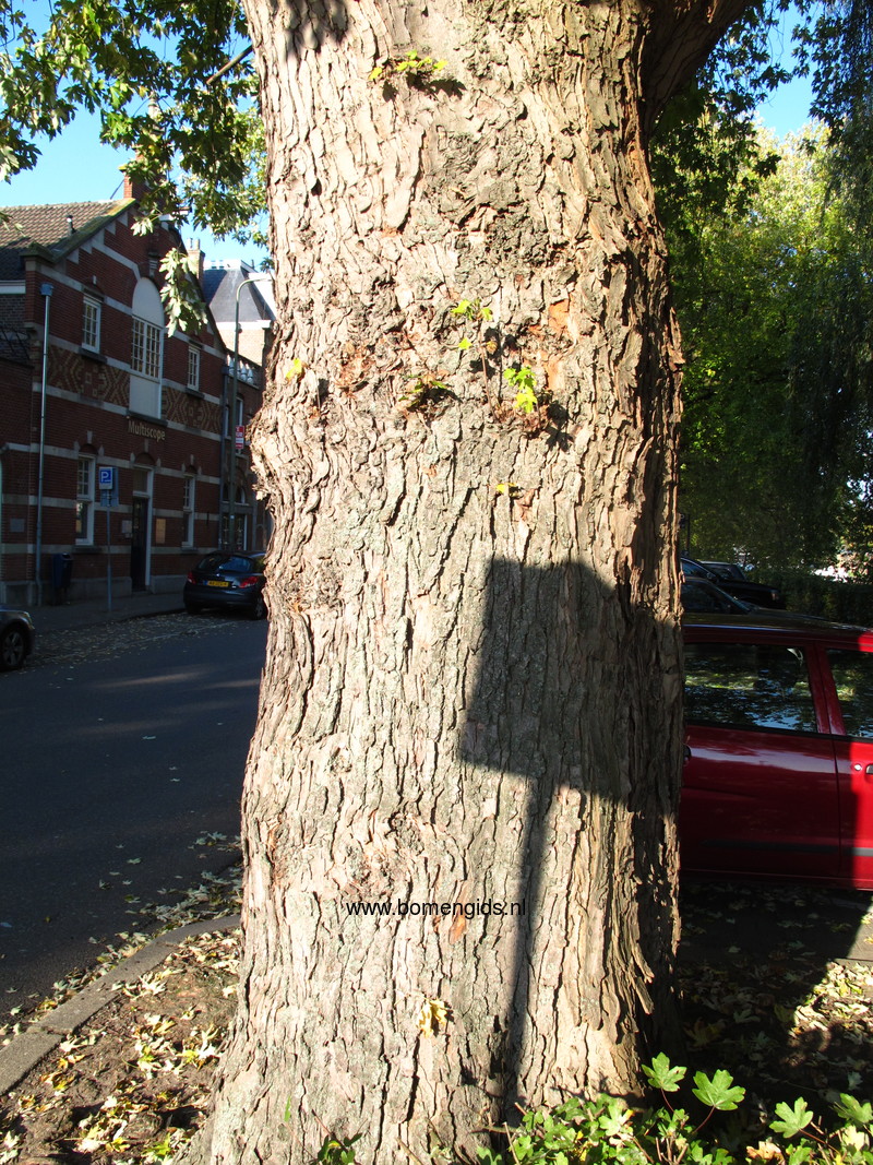 Herken de boomsoort NL: Witte esdoorn; Latin: Acer sacharinum; UK ...