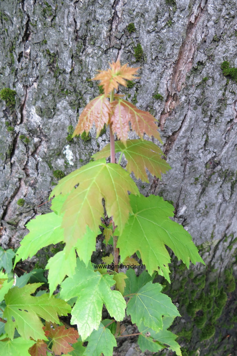 Herken de boomsoort NL: Witte esdoorn; Latin: Acer sacharinum; UK ...
